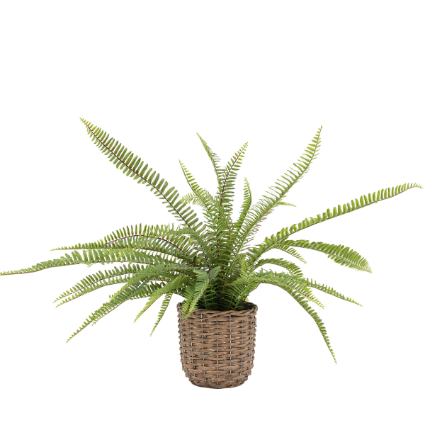Potted Fern H81cm x W56cm – Elm and Grey