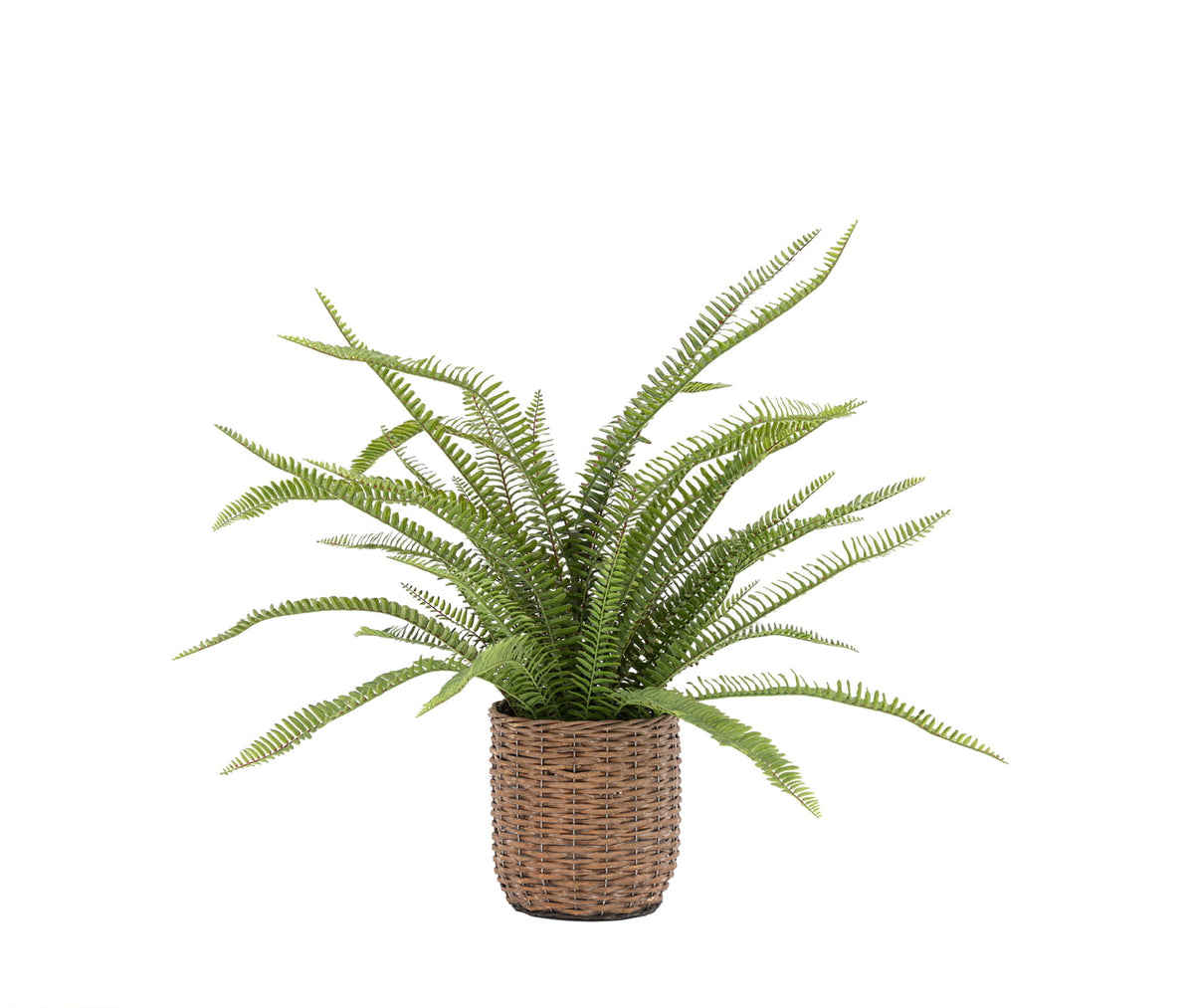 Large Potted Fern H98cm x W58cm – Elm and Grey